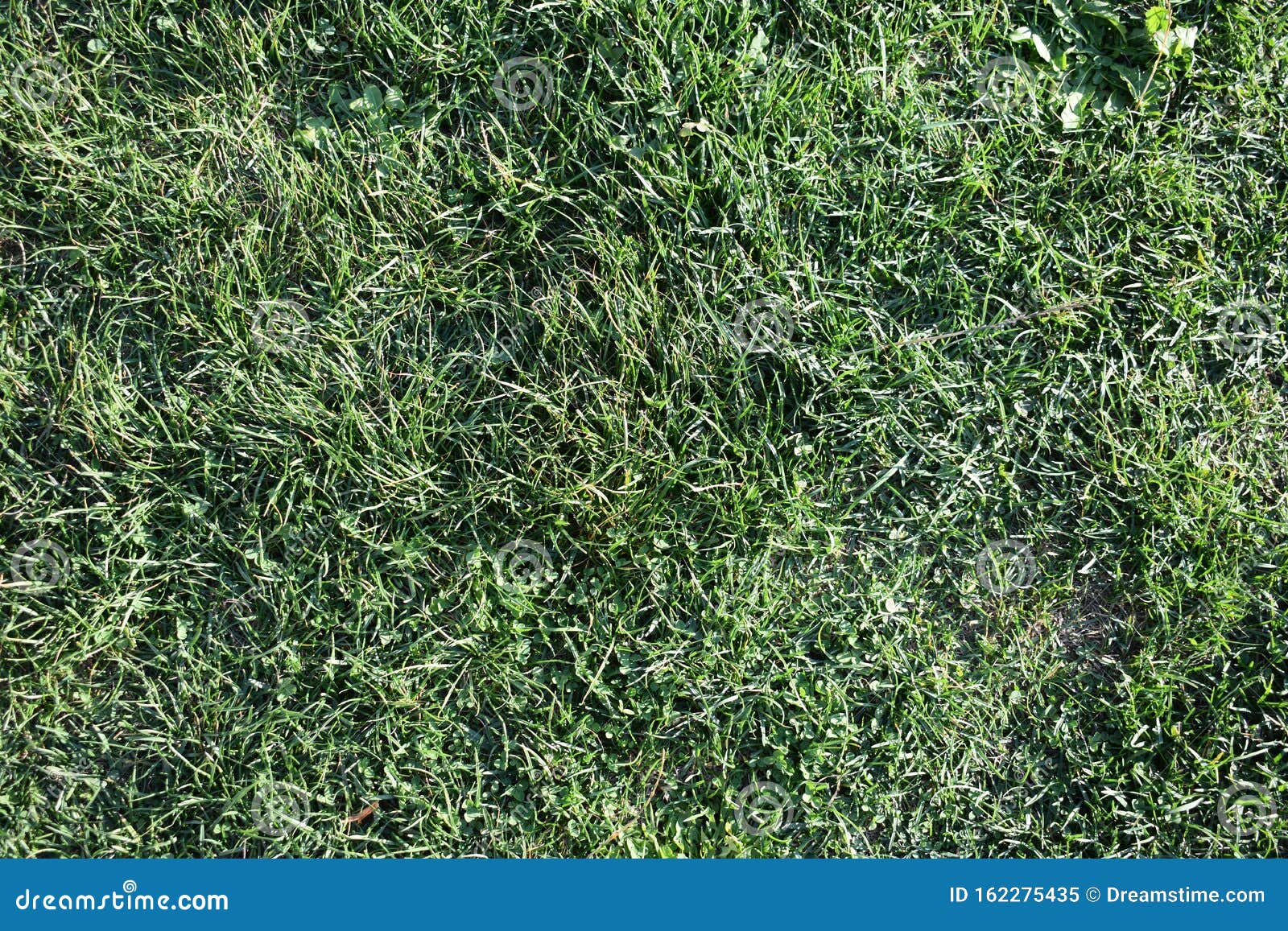 Background of Green Grass with Nice Texture Stock Image - Image of ...