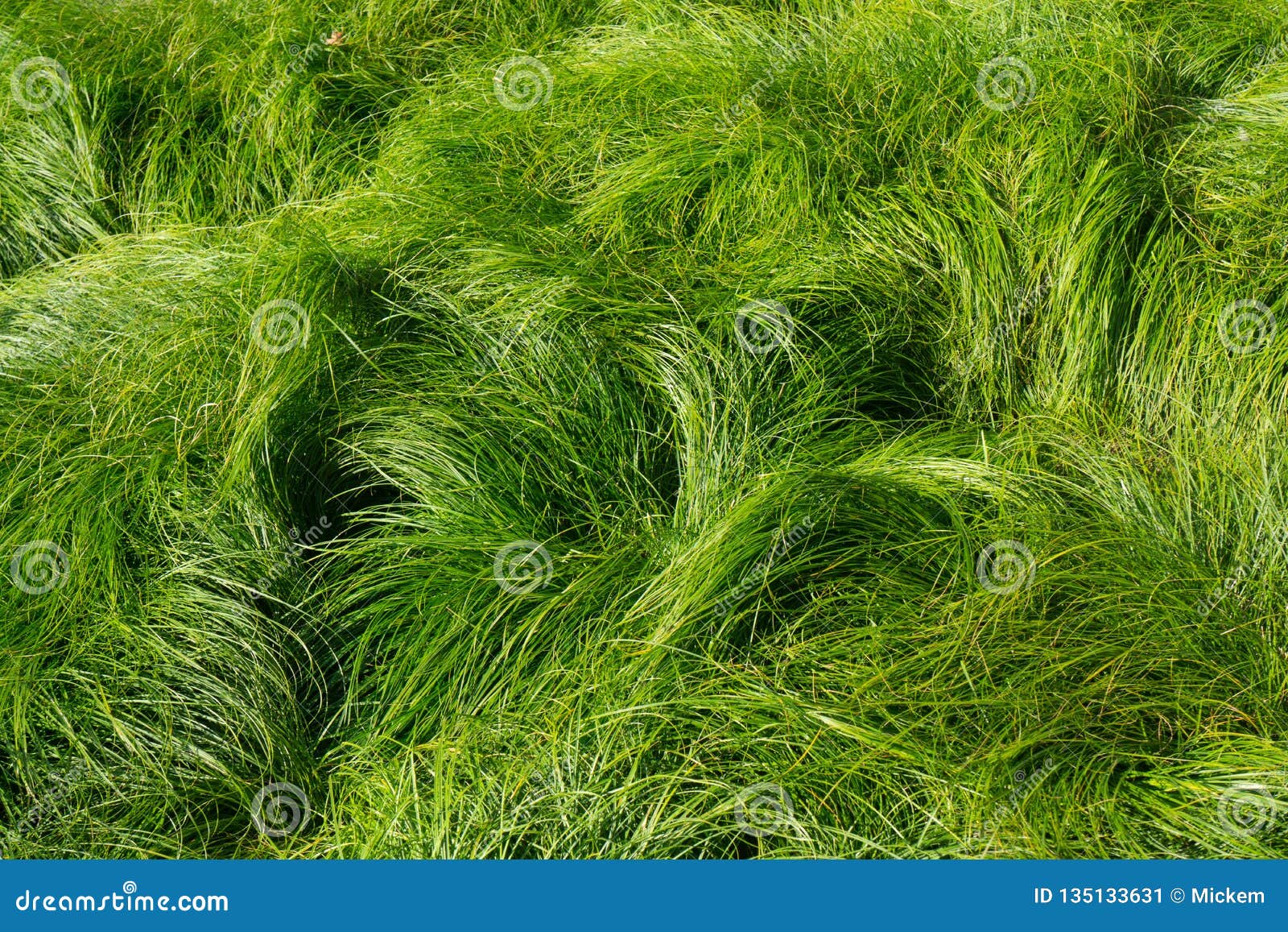 Field of Green Grass Blow in Wind Wallpaper Stock Image - Image of farm ...