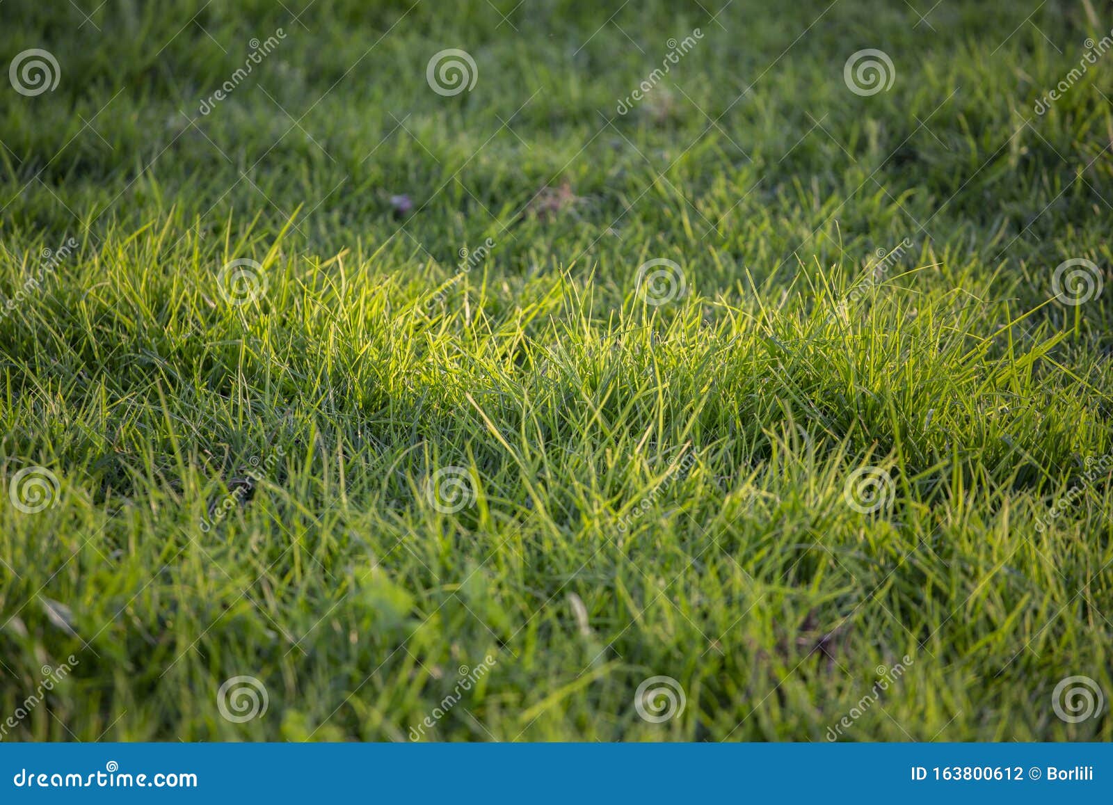 Background of Green Grass, Shallow Depth of Field. Stock Photo - Image ...