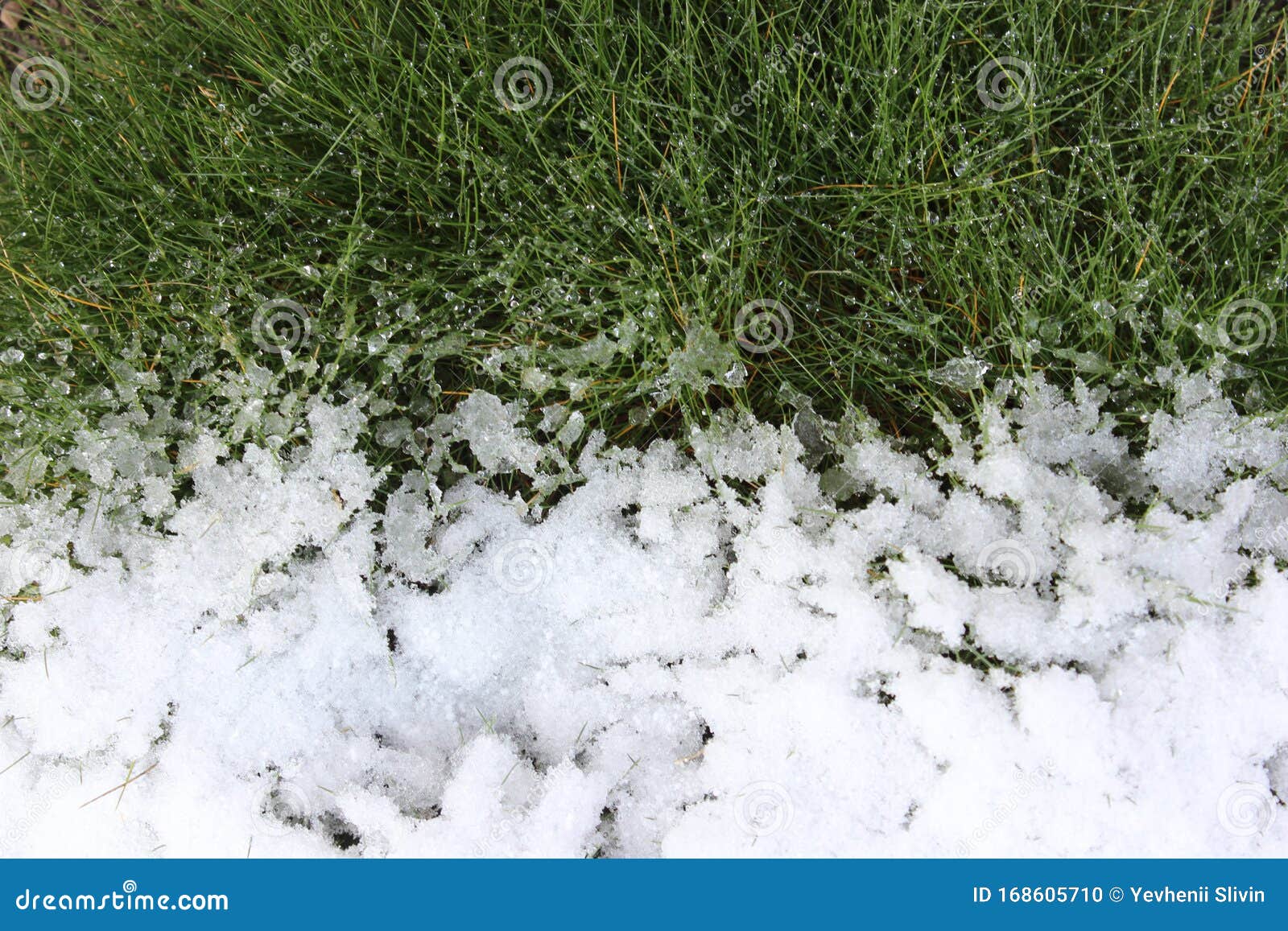 Background of Green Grass and White Snow Stock Photo - Image of fluffy ...