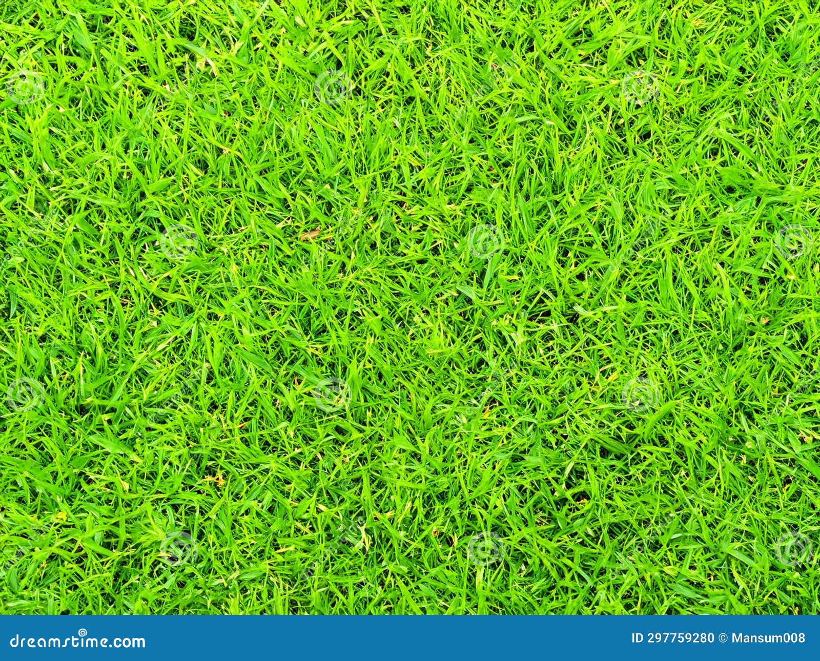 Background from Green Grass Texture Pattern Stock Photo - Image of ...