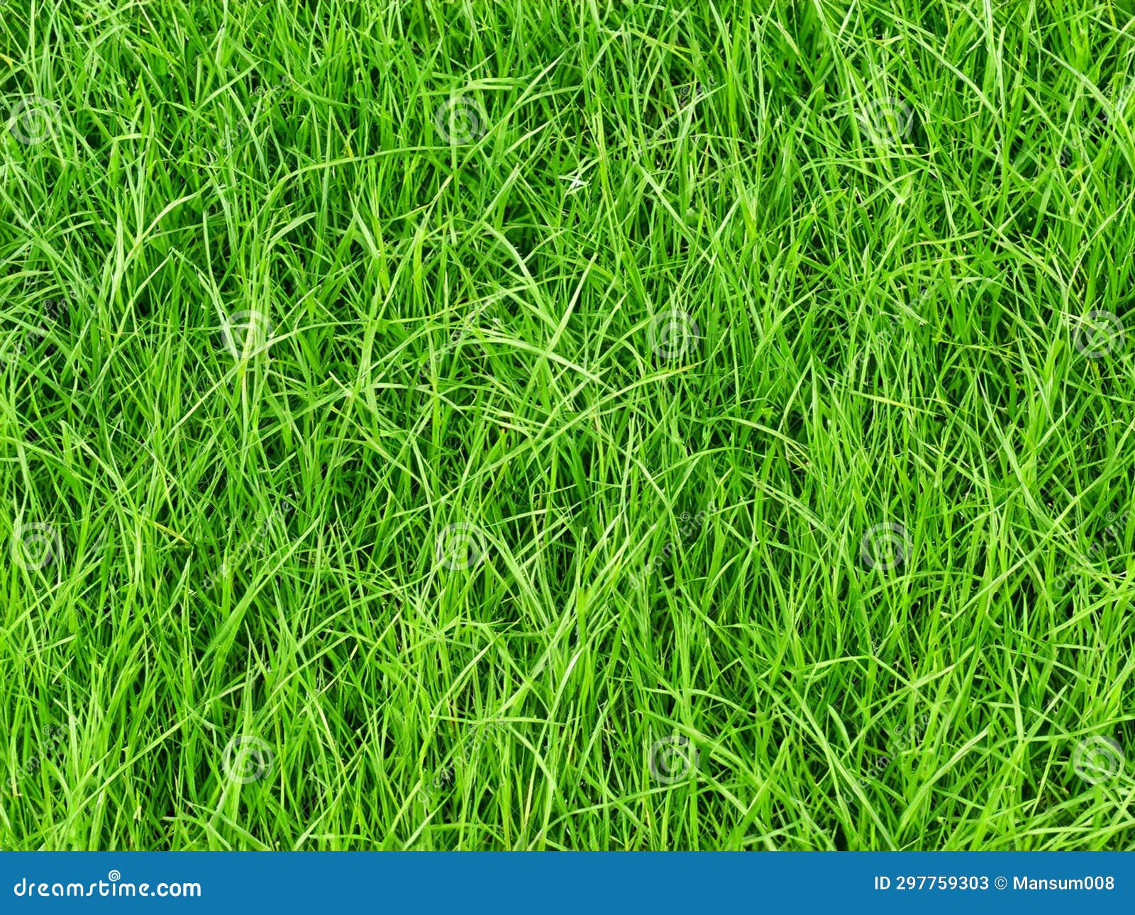 Background from Green Grass Texture Pattern Stock Image - Image of ...