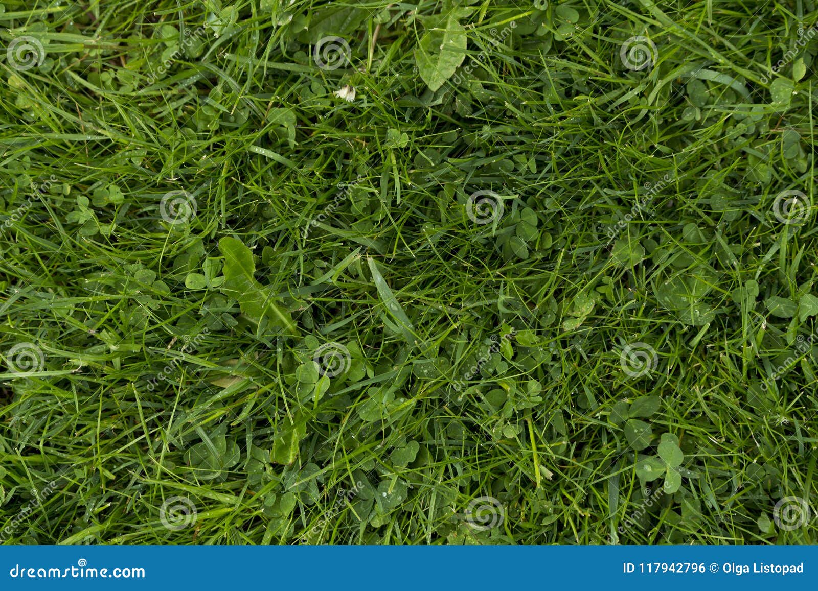 115 Gazon Texture Stock Photos - Free & Royalty-Free Stock Photos from ...