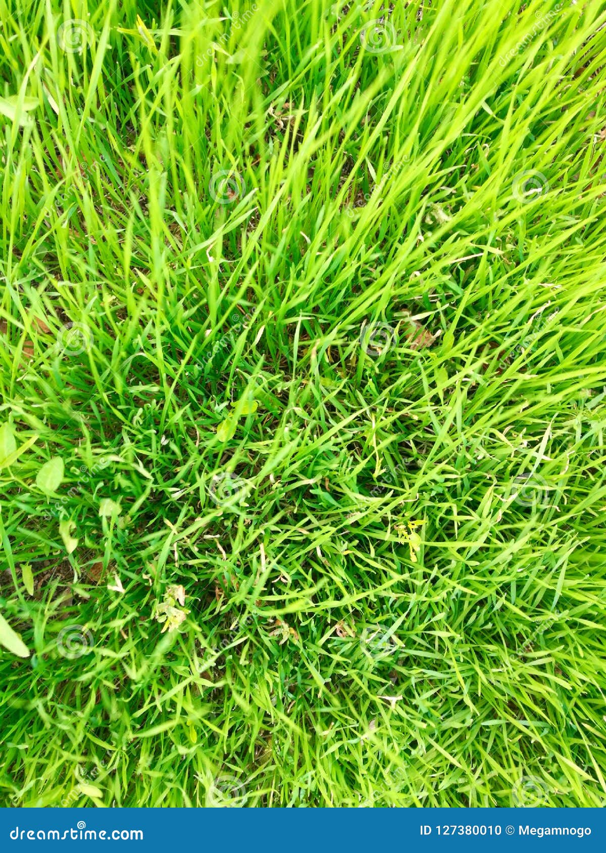Background of Green High Grass in the Field Stock Photo - Image of ...