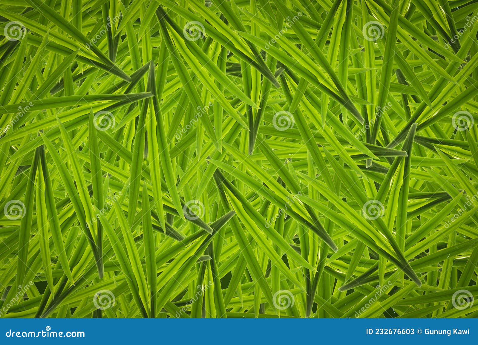 Green Leaf Cell Structure - Macro Shot, Natural Texture Stock Image ...