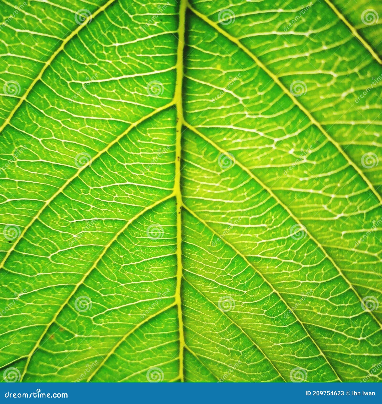 Background of Green Leaf Cell Structure - Natural Texture Stock Image ...