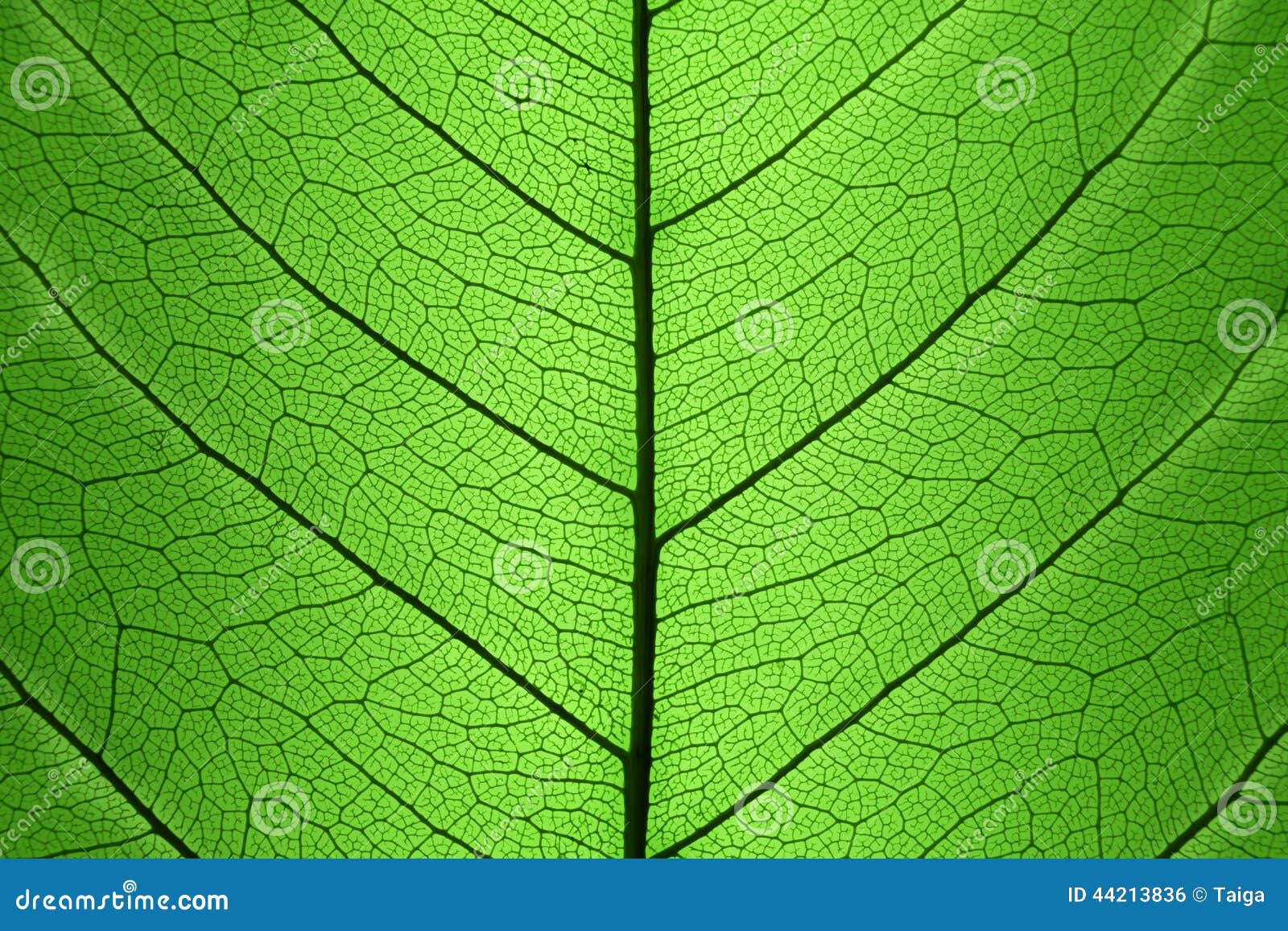 Background of Green Leaf Cell Structure - Natural Texture Stock Photo ...