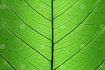 Background of Green Leaf Cell Structure - Natural Texture Stock Photo ...