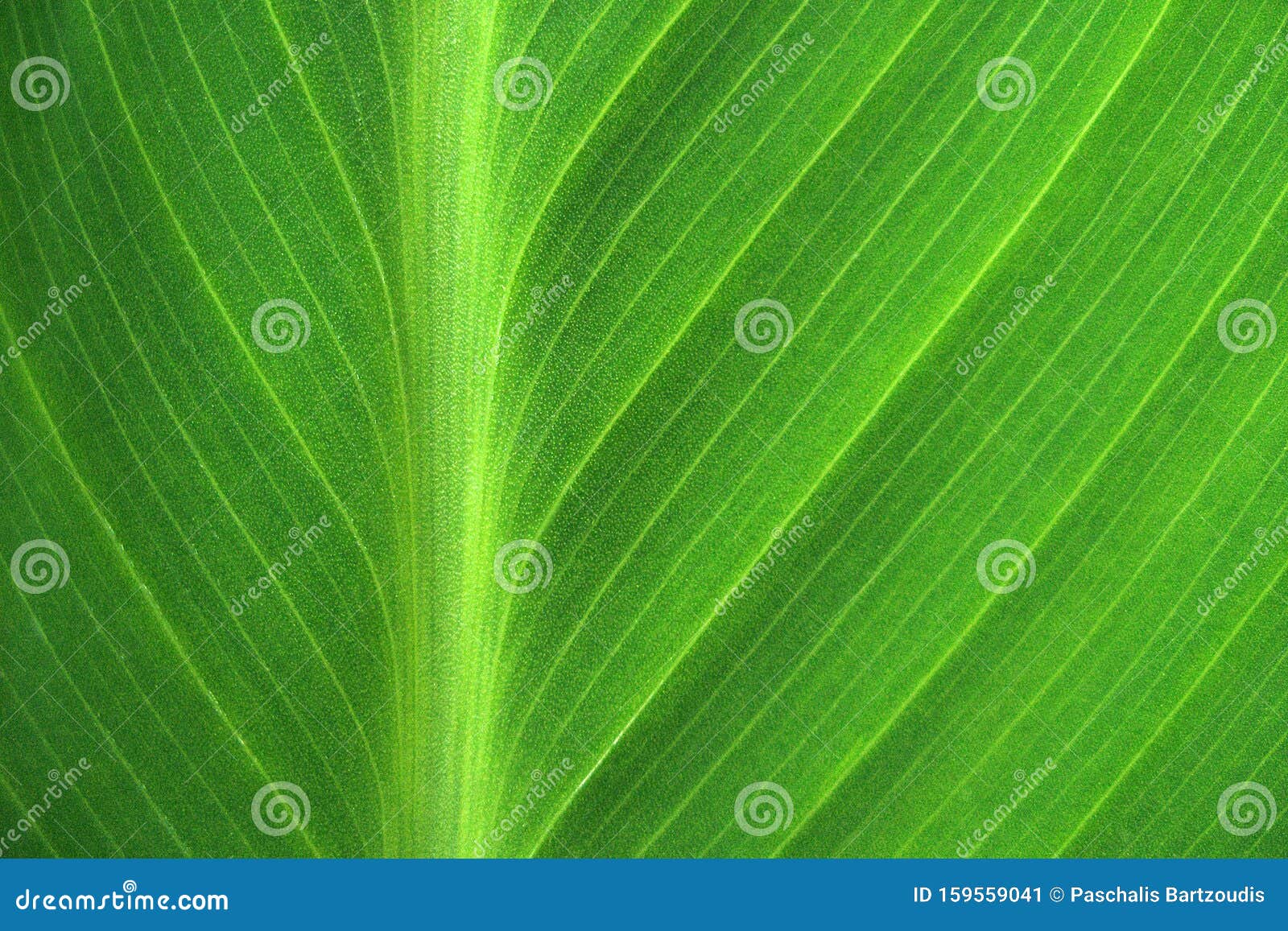 Close-up Green Leaf Pattern Lines Stock Image - Image of light ...