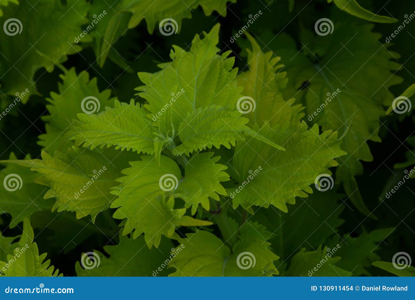 Green Spring leaf stock photo. Image of outdoors, garden - 130911454