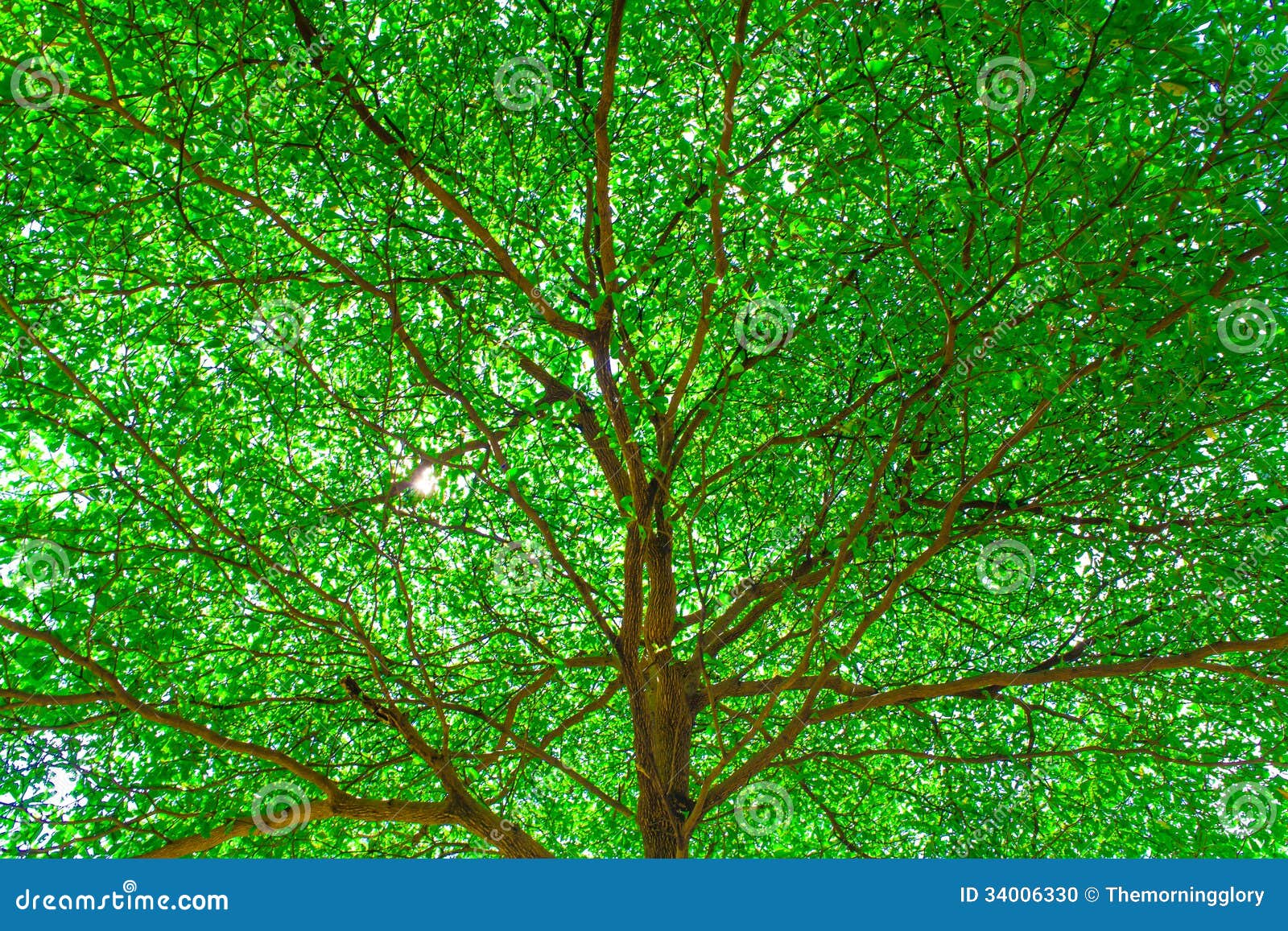 Background of Green Leave Nature, Park Tree Stock Photo - Image of ...