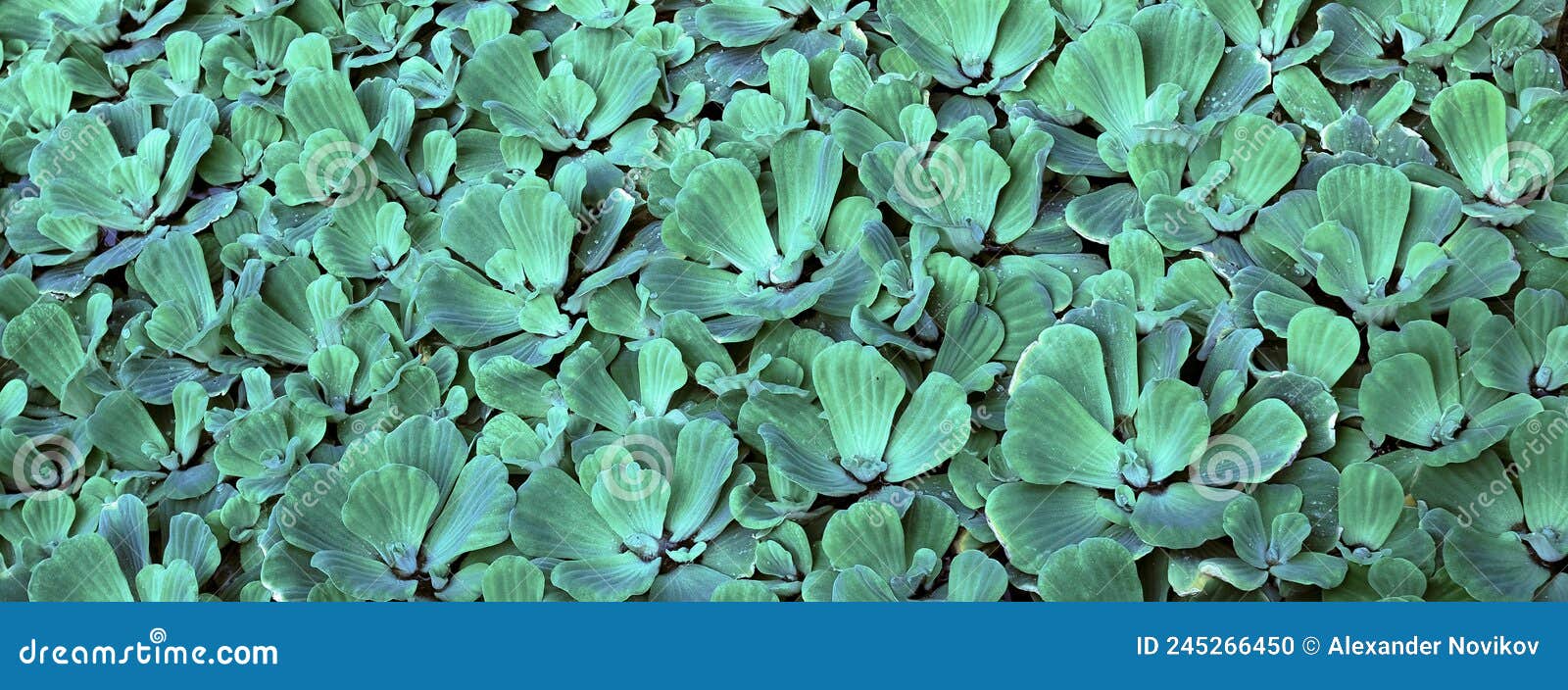 A Background of Green Leaves of Gross Stock Photo - Image of nature ...