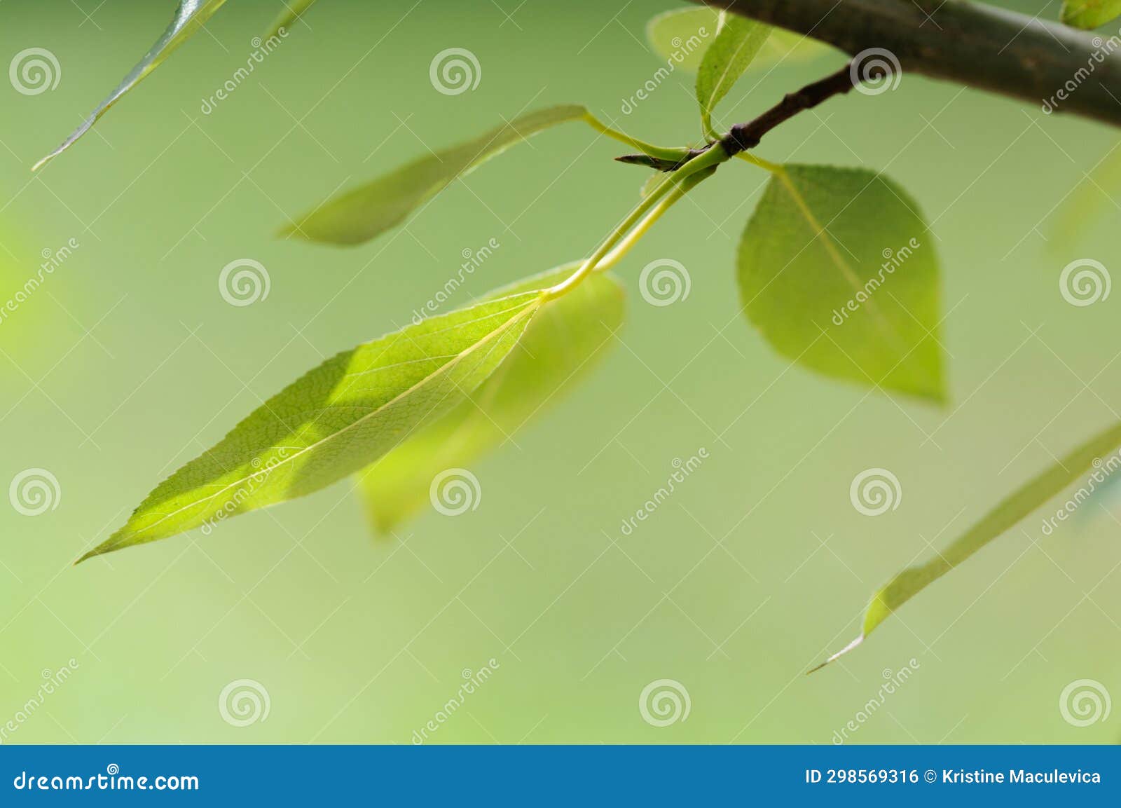Background with Green Leaves in Spring Stock Photo - Image of ...
