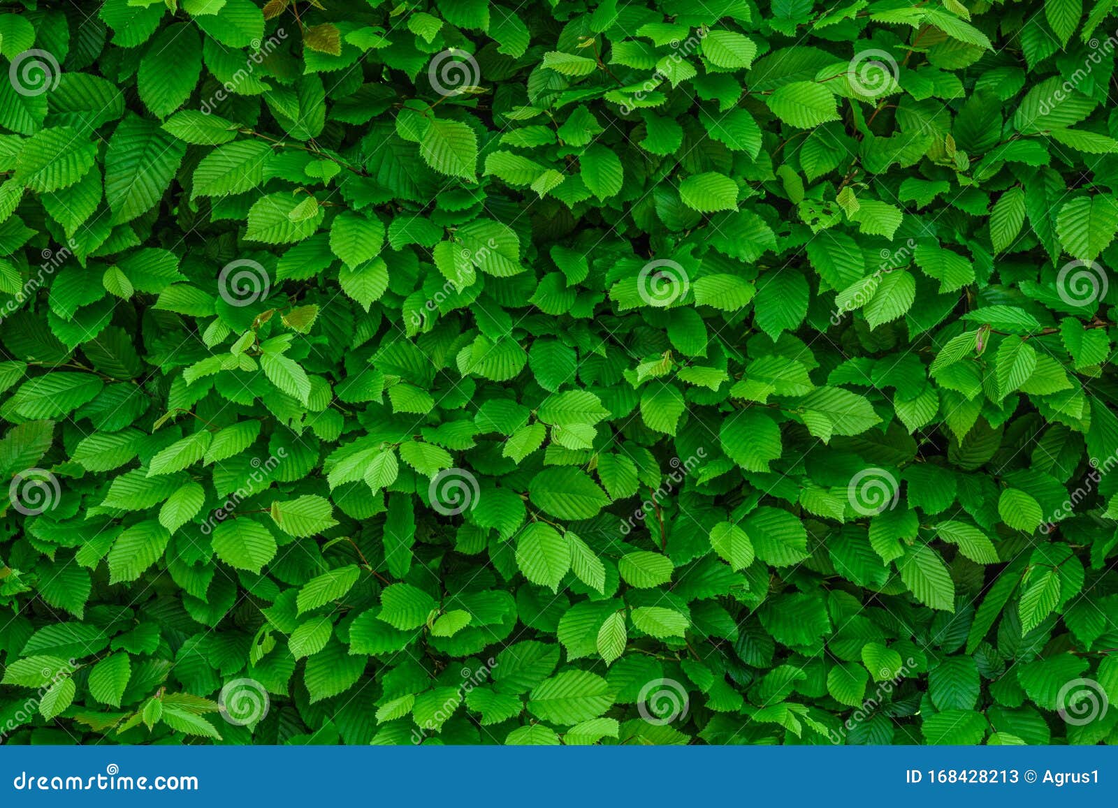 Background of green leaves stock image. Image of fresh - 168428213