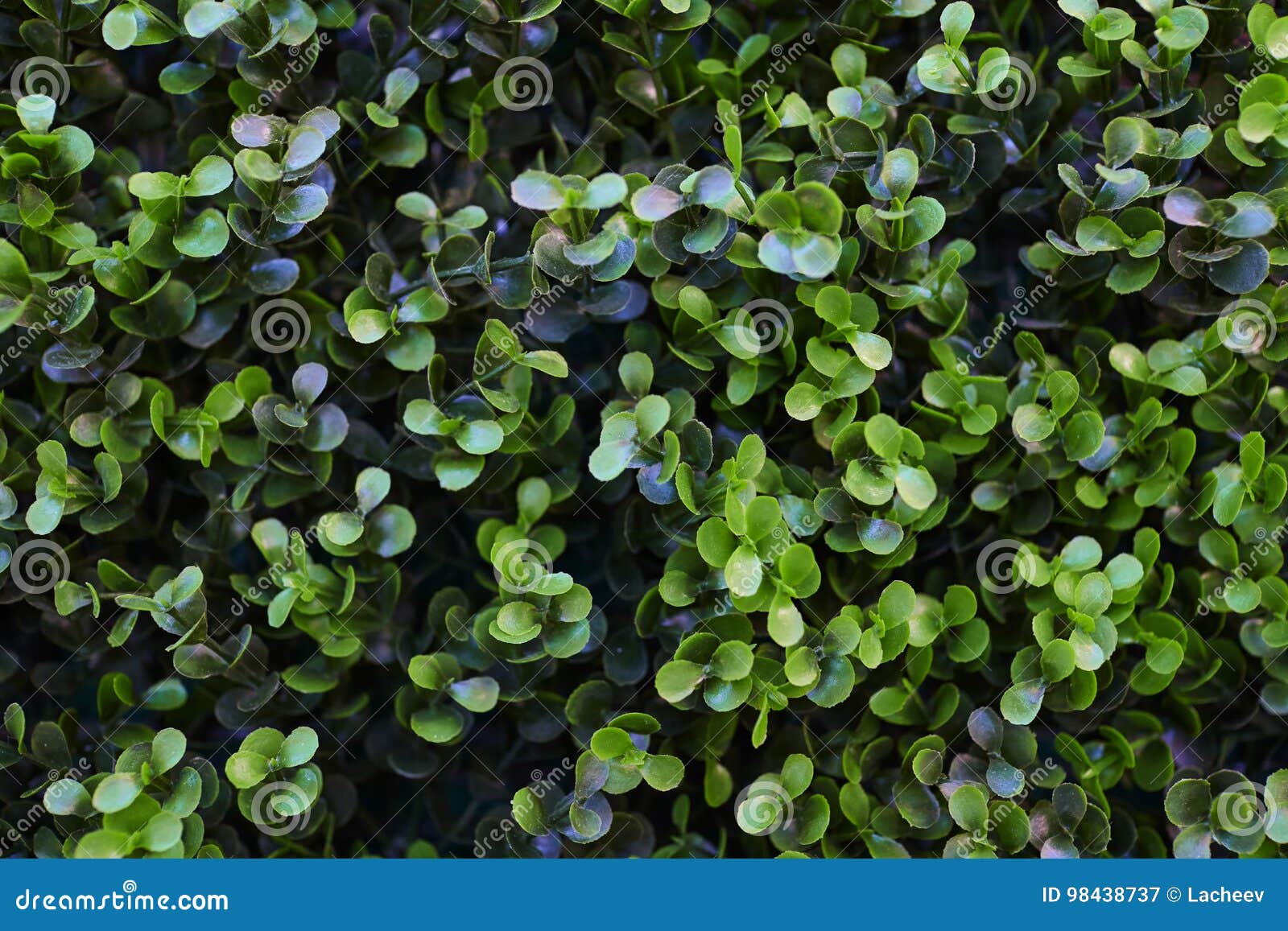 Background of Green Leaves of Trees Stock Image - Image of nature ...