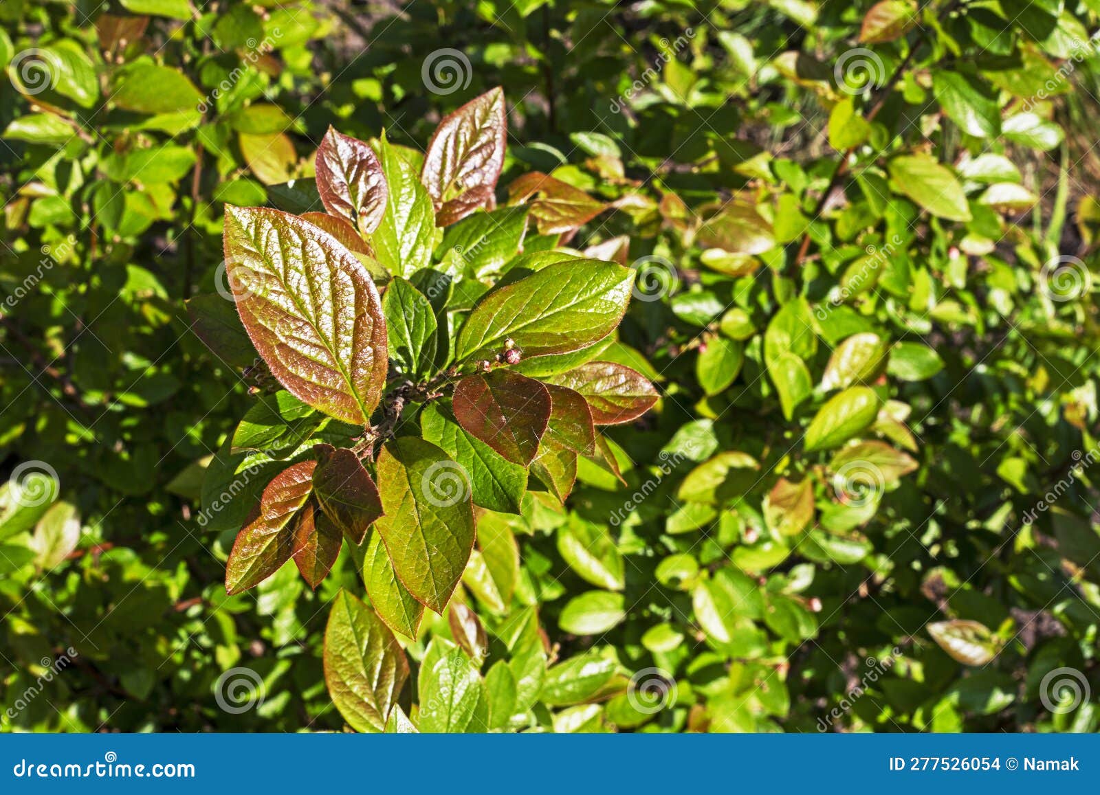 Background of Green Leaves of Turf Shrubs Close-up. Stock Photo - Image ...