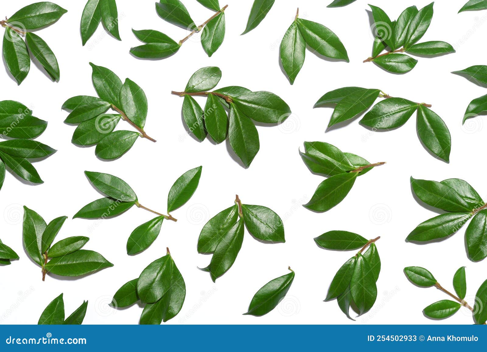 Background of green leaves stock image. Image of beautiful - 254502933