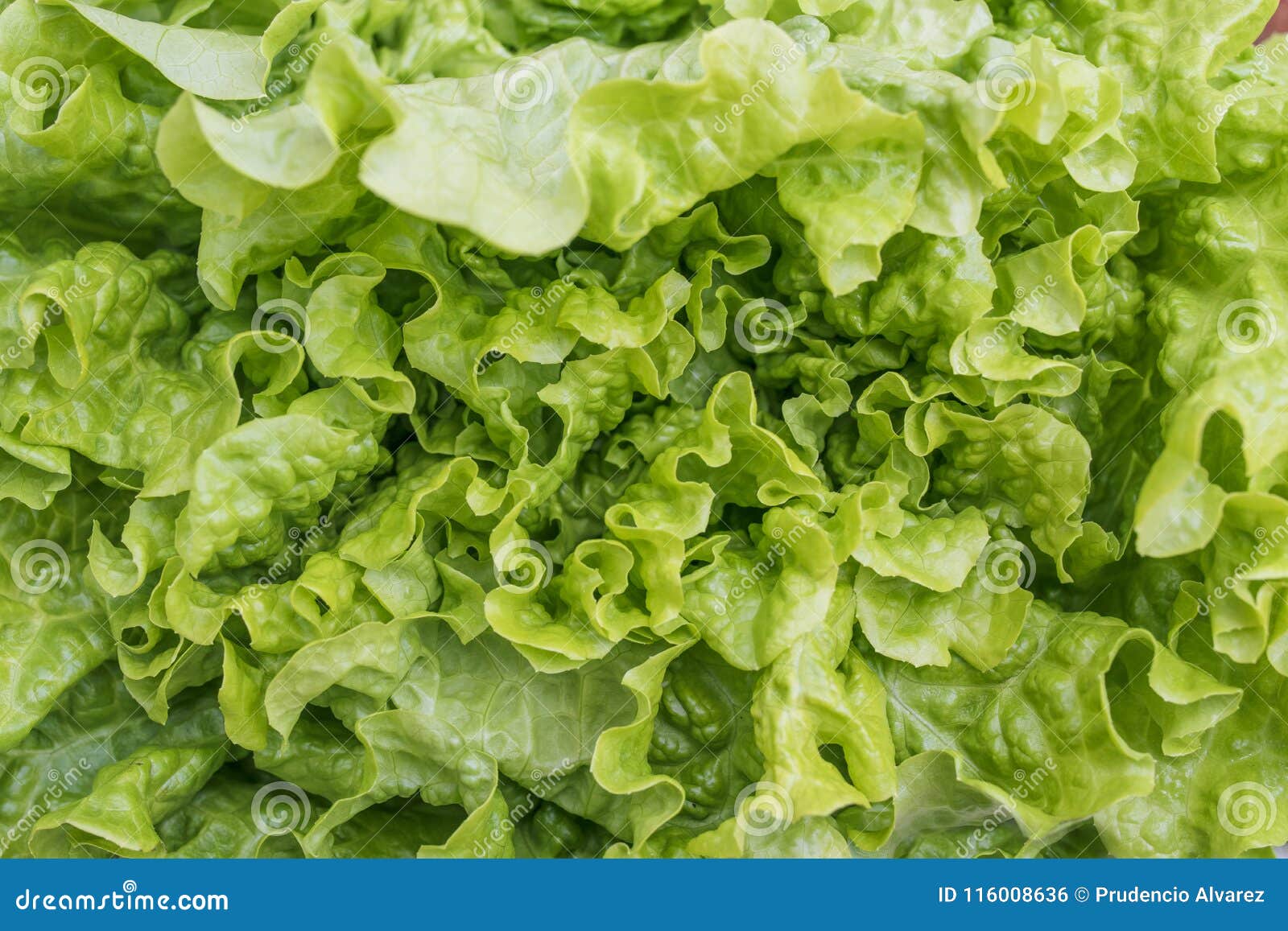 Background of Green Lettuce Stock Photo - Image of food, green: 116008636