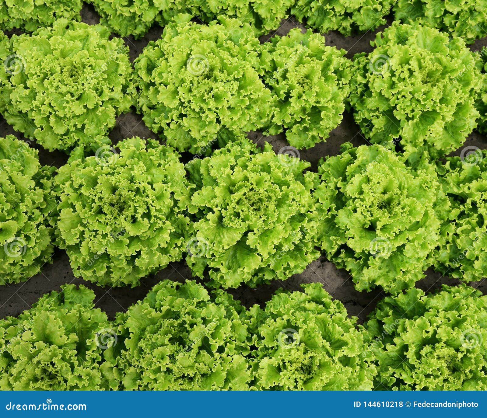 Background of Green of Lettuce Stock Photo - Image of texture, tillage ...