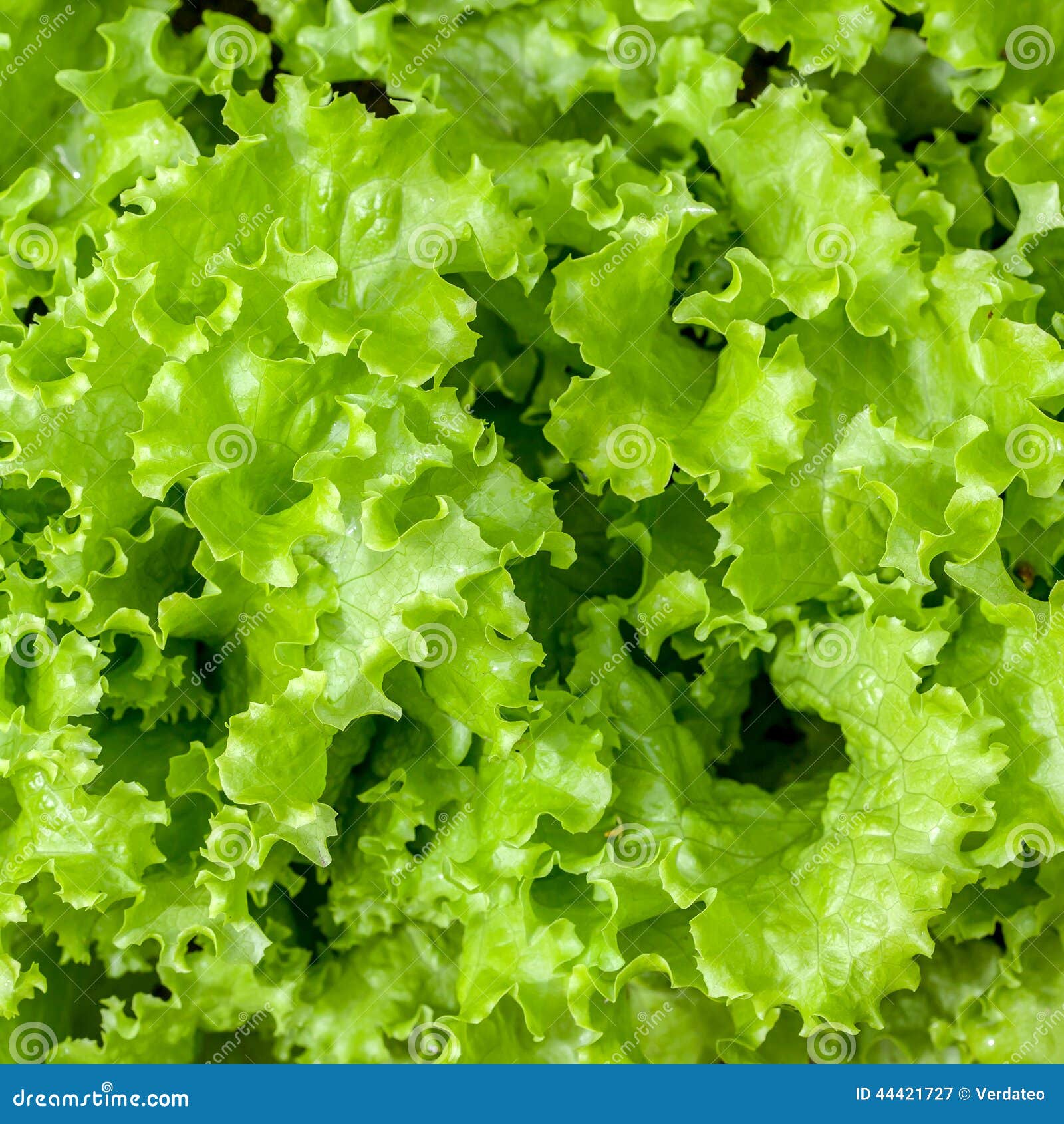 Background of Green Lettuce Stock Image - Image of salad, organic: 44421727