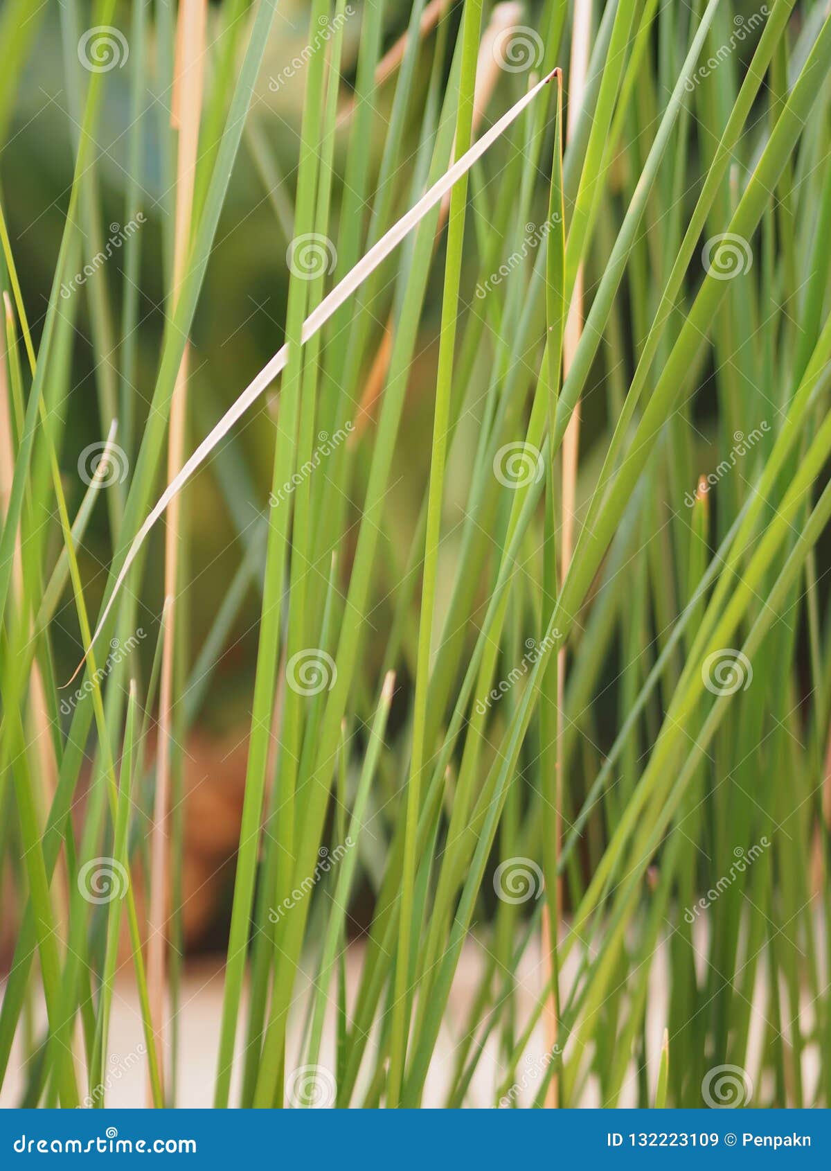 Background Green Line Grass Beautiful Nature Stock Image - Image of ...