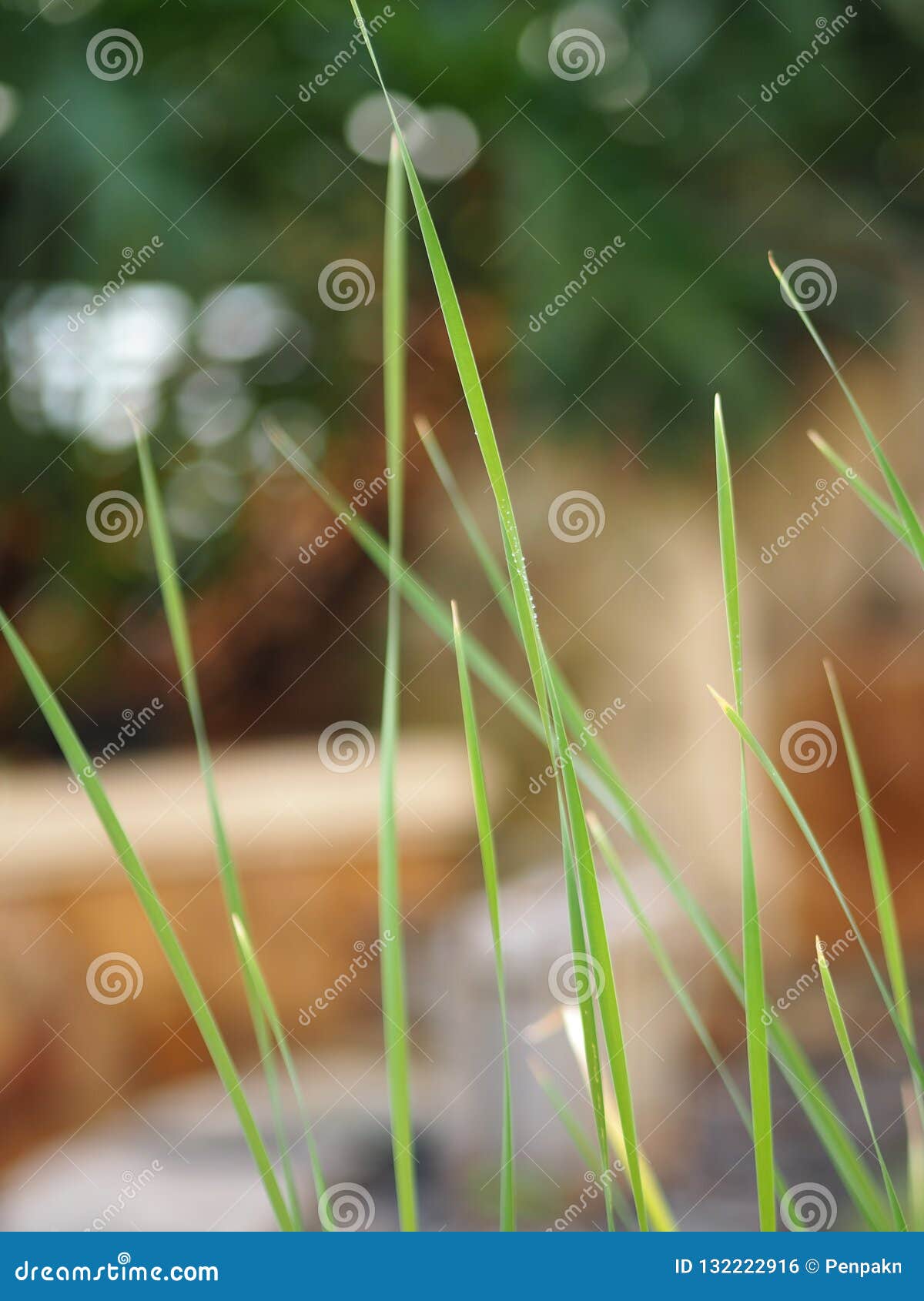 Background Green Line Grass Beautiful Nature Stock Photo - Image of ...