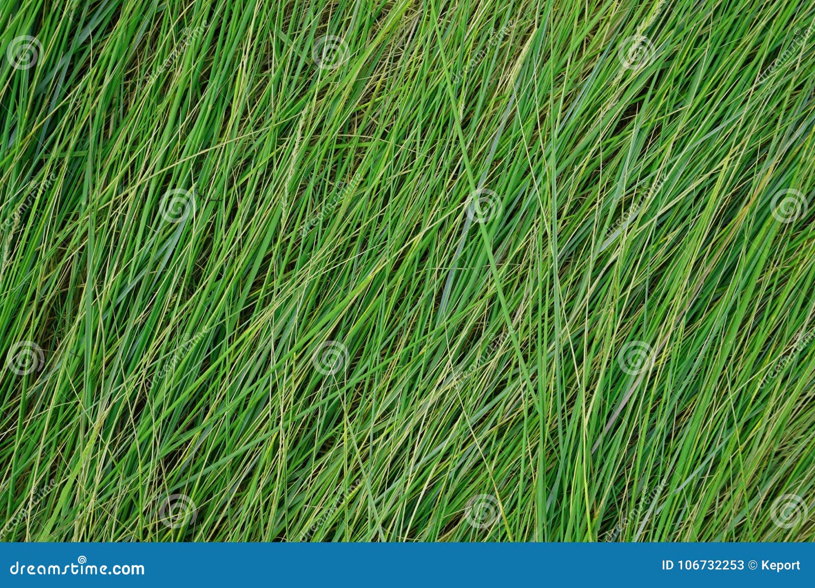Background of Green Long Grass Stock Image - Image of plant, close ...