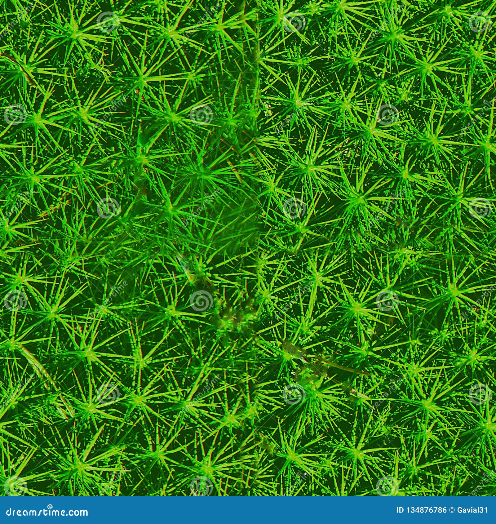 Background Of Green Moss. Seamless Texture Stock Photo - Image of ...
