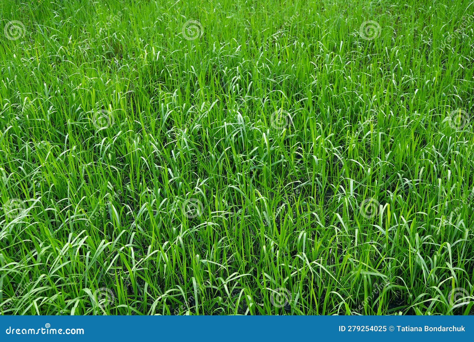 Background of Green Natural Grass. Green Grass in Spring Stock Image ...
