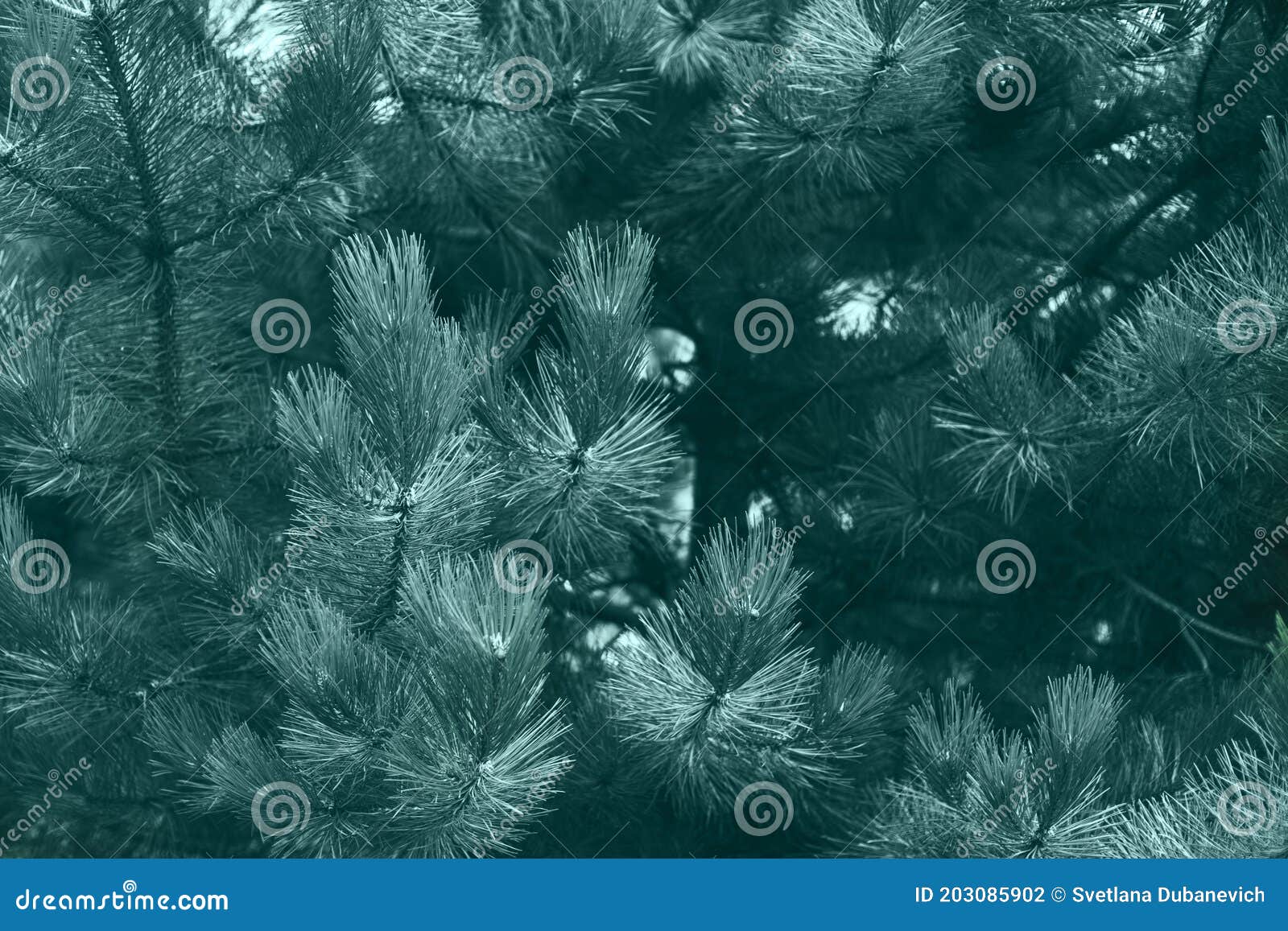 Background of Green Needles Tree Thuja Close Up. Trend Color Stock ...