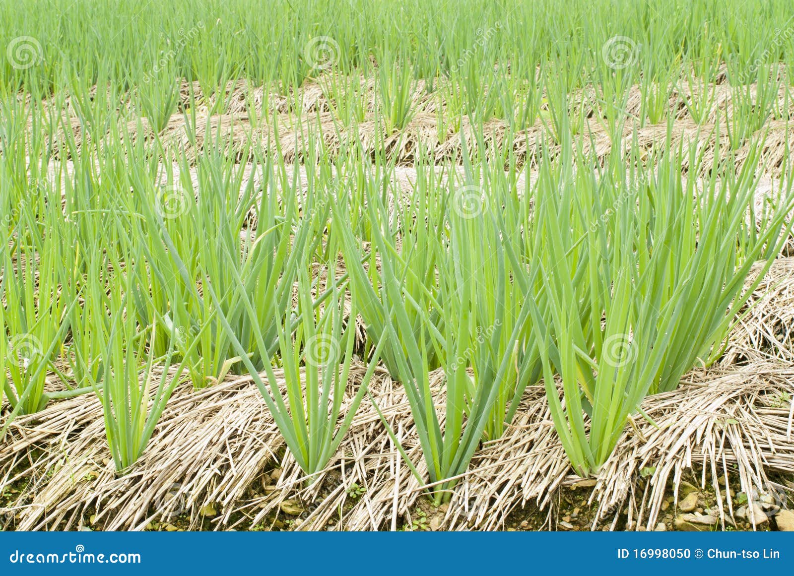 Background of Green Onion Garden. Stock Photo - Image of agriculture ...