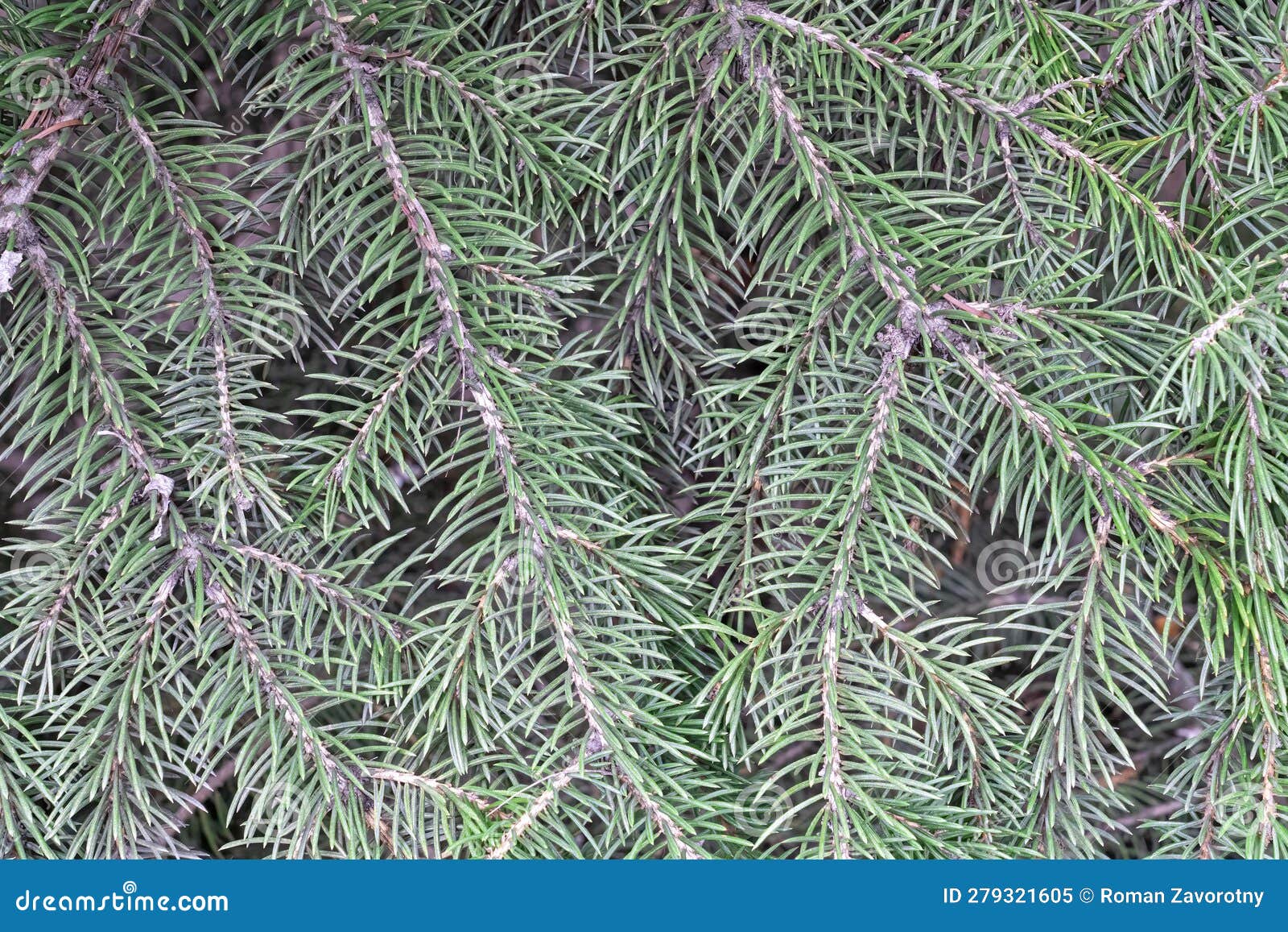 Background of Green Pine Branches Large Texture Stock Image - Image of ...