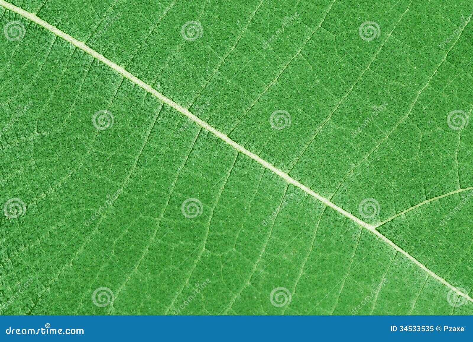 Background - Green Plant Leaf with Veins Stock Image - Image of detail ...