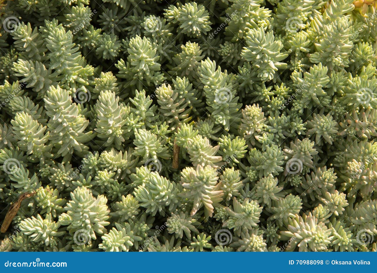 Background of Green Plants with Round Leaves Stock Photo - Image of ...