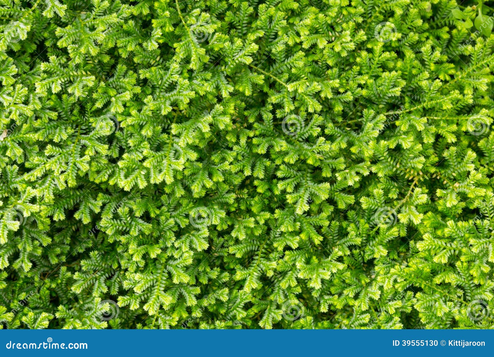 Background of Green Plants Texture Stock Photo - Image of flora, green ...