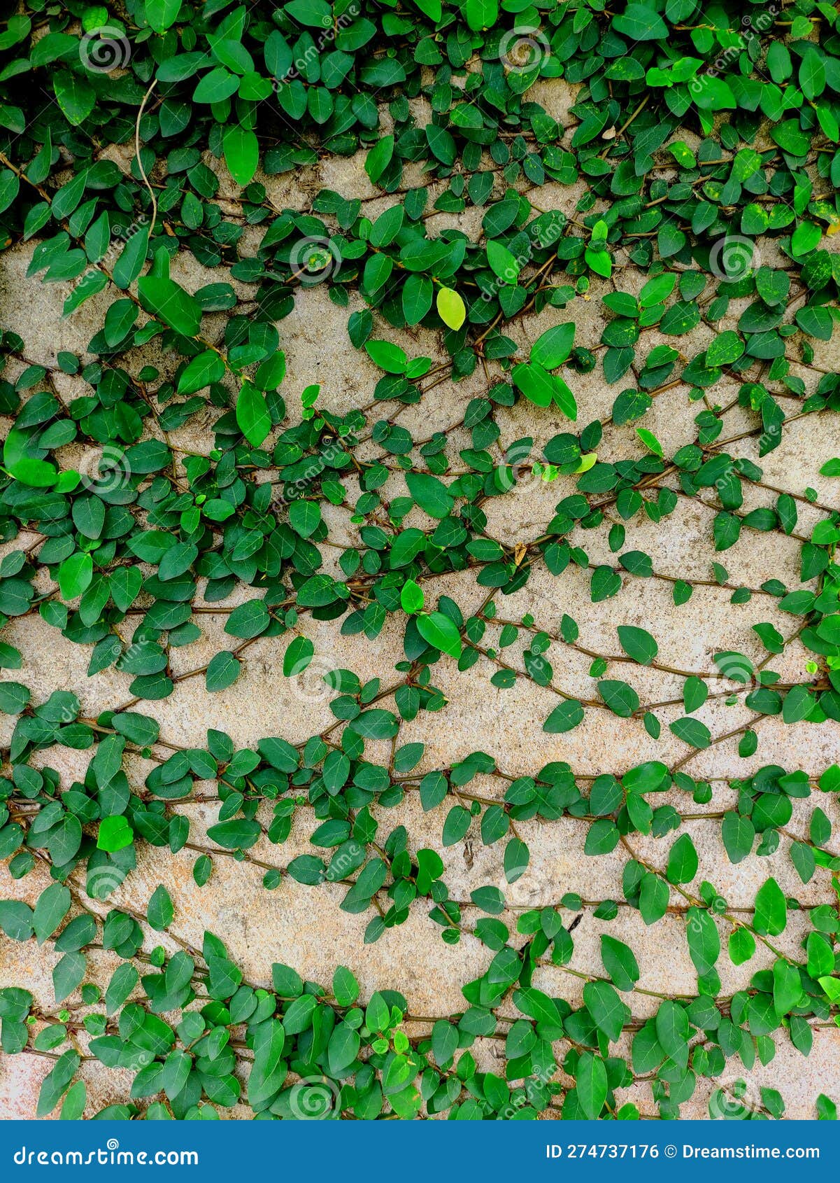 Plants With Vines Grass Against The Background Of A Gray Fence ...