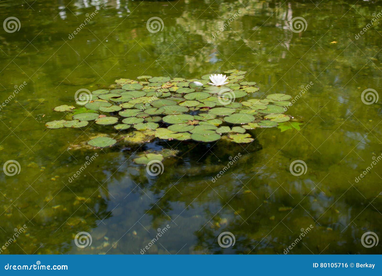 Background of Green Pond Water Stock Photo - Image of outdoors, summer ...