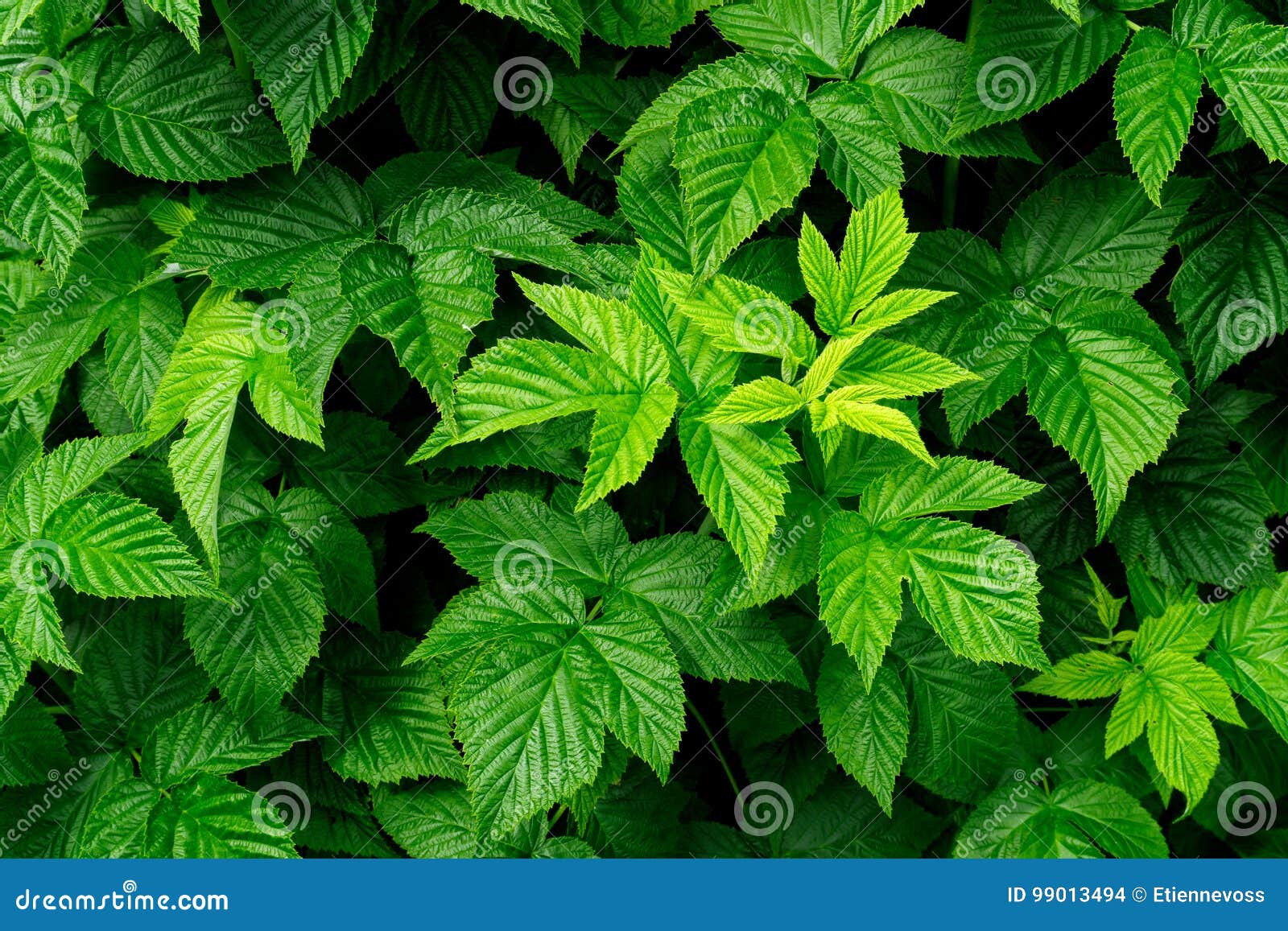 Background of Green Raspberry Bush Leaves. Stock Photo - Image of ...