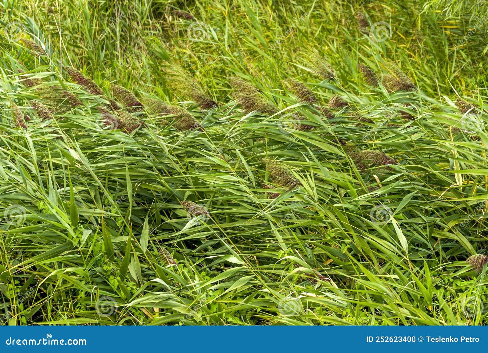 Background of Green Reed Marshland Stock Photo - Image of field, botany ...