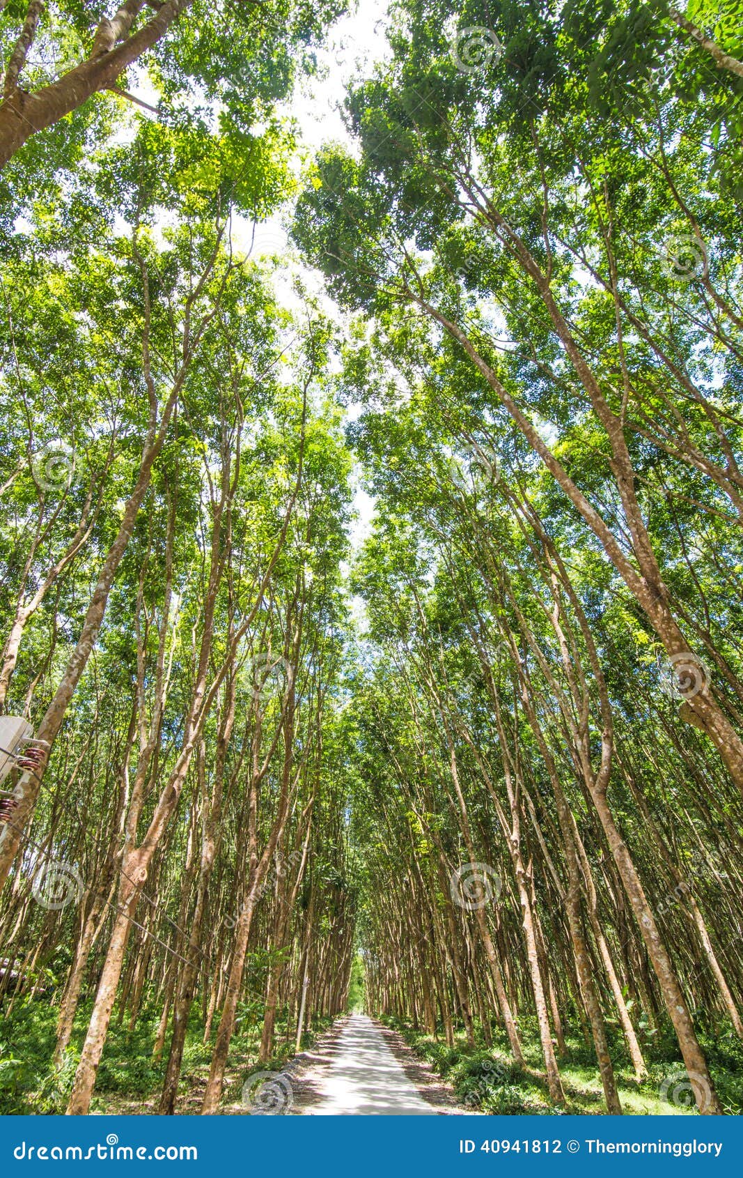 Background of Green Rubber Tree Stock Photo - Image of landscape, green ...