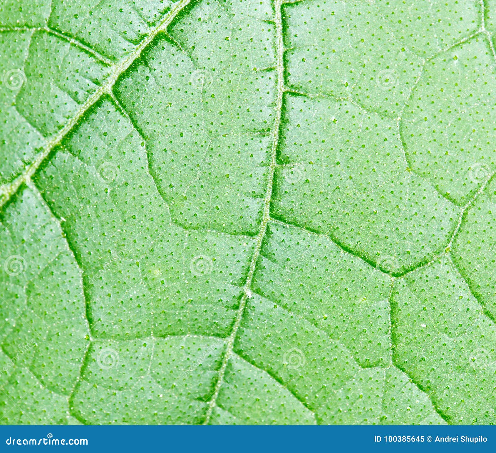 Background of the Green Sheet. Close-up Stock Image - Image of vein ...