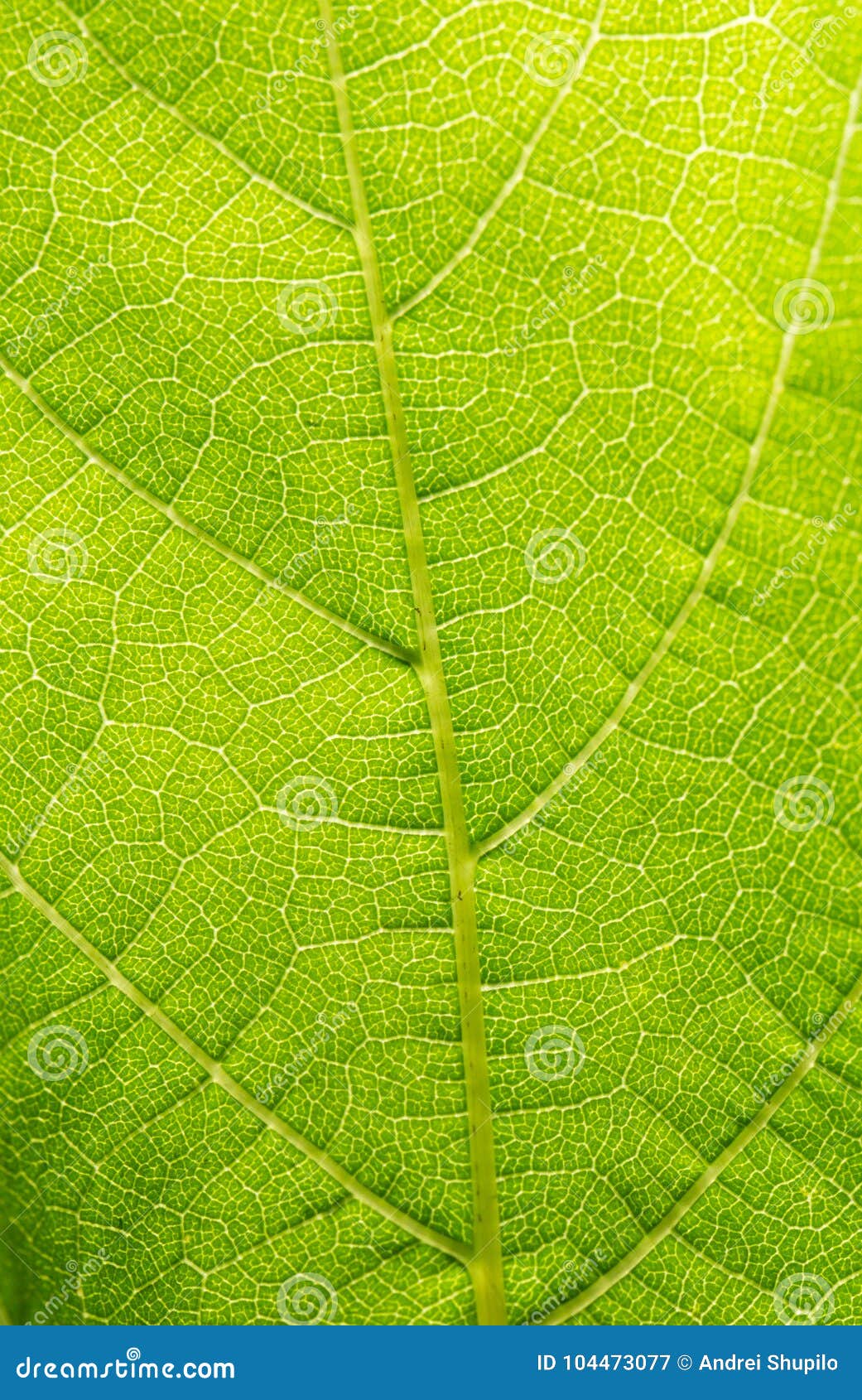 Background of the Green Sheet. Macro Stock Image - Image of grid, life ...