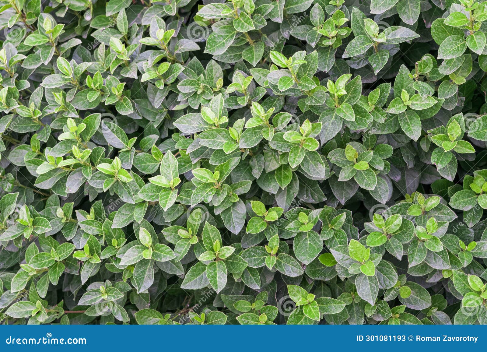 Background of Green Shrub Leaves Large Texture Stock Image - Image of ...