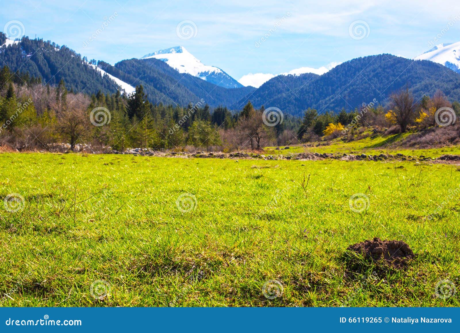 Background with Green Spring Grass Field and Snow Mountains Far Away ...