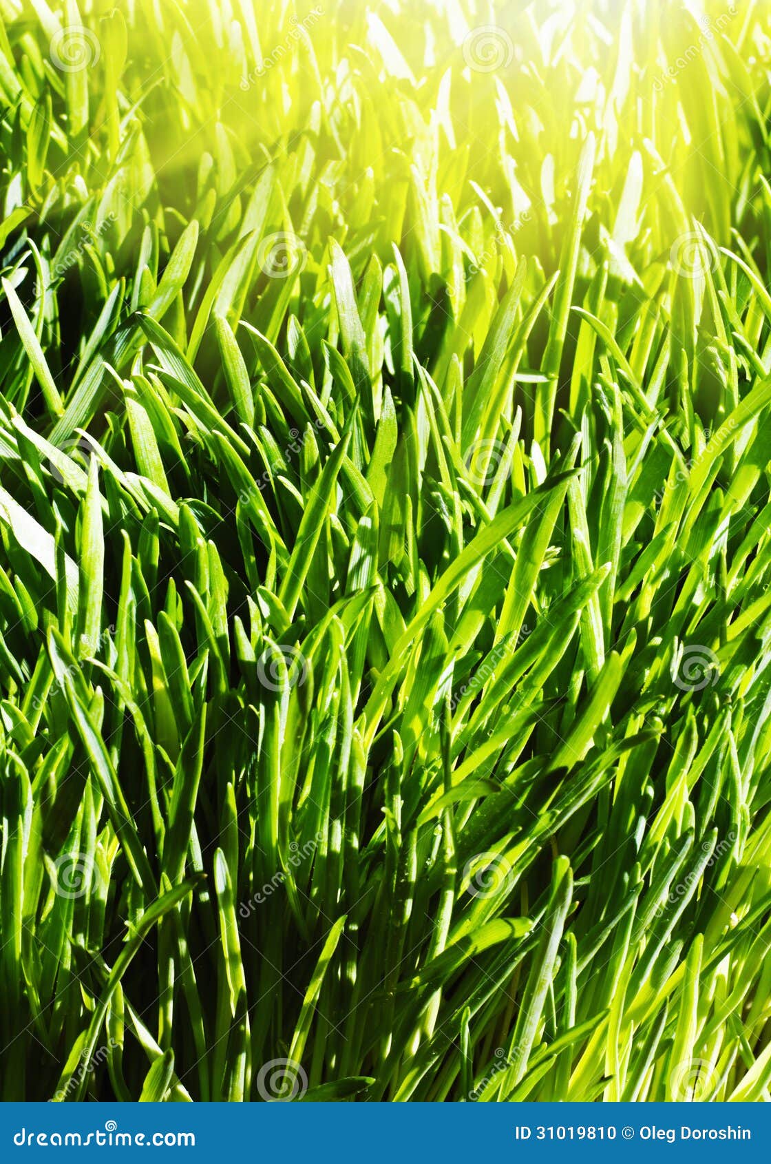 Background of a Green Spring Grass Stock Photo - Image of closeup ...