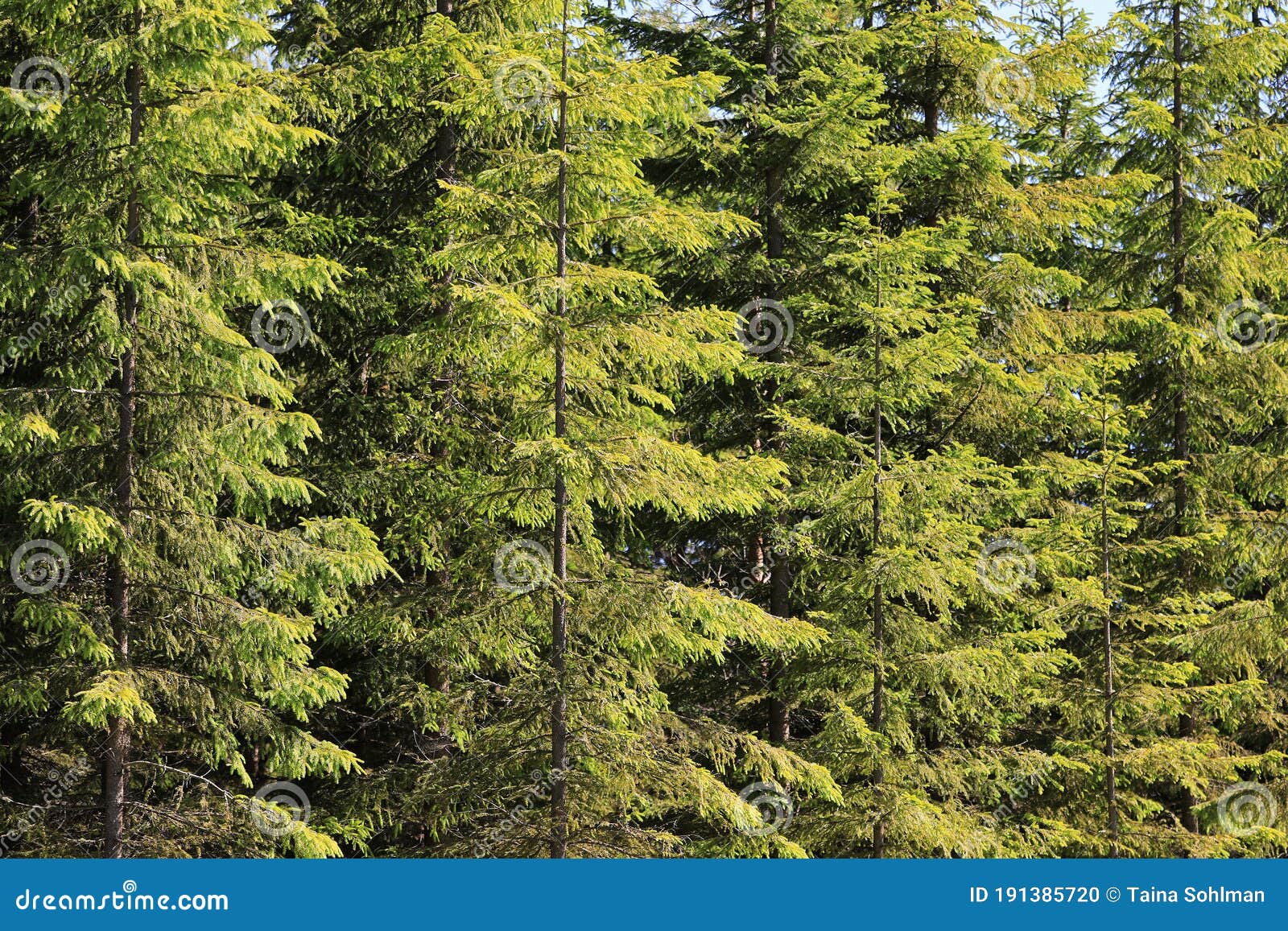 Background of Green Spruce Tree Forest Stock Photo - Image of ecology ...