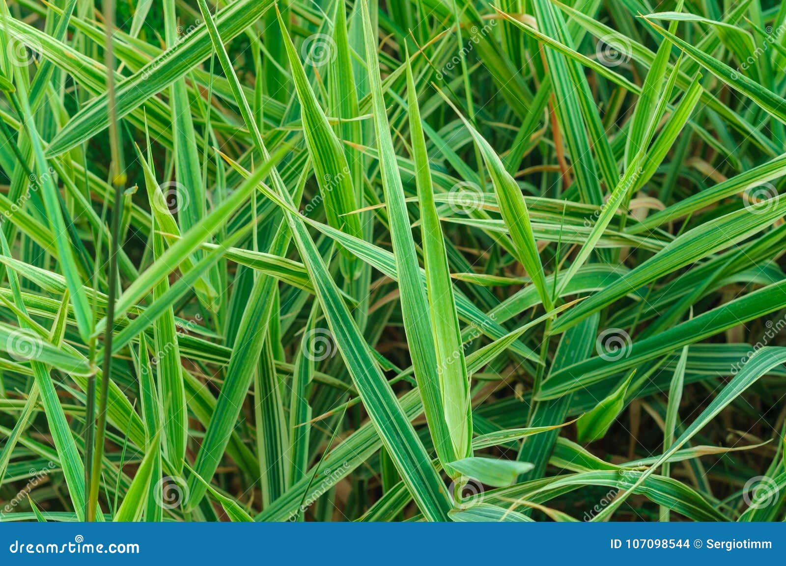 Background with Green Striped Grass. Stock Photo - Image of garden ...