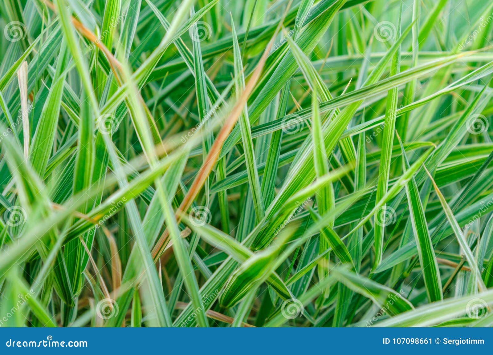 Background with Green Striped Grass Stock Image - Image of natural ...