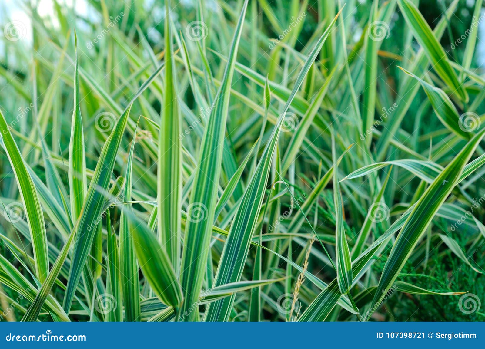 Background with Green Striped Grass. Stock Image - Image of leaf ...