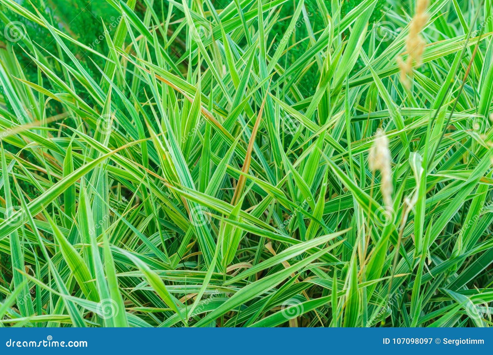 Background with Green Striped Grass Stock Image - Image of grass ...
